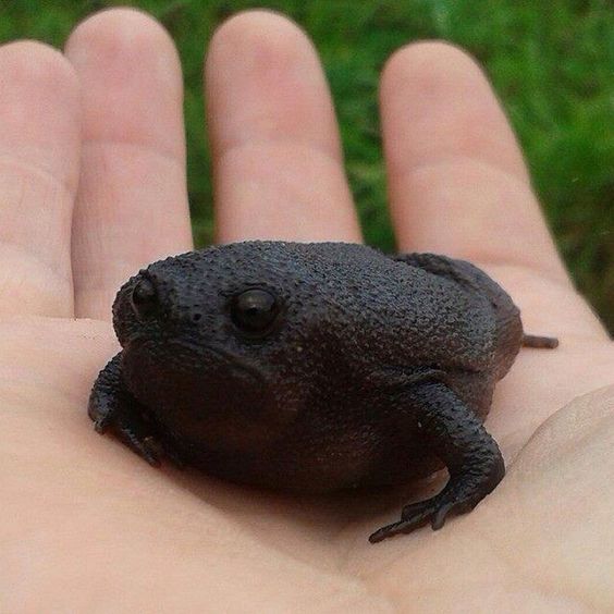 Black Rain Frog Facts And Pictures Black Rain Frog Facts And Pictures