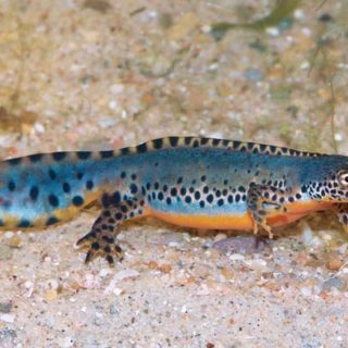 Alpine Newt Facts and Pictures