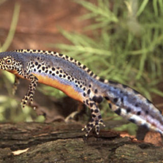 Alpine Newt Facts and Pictures