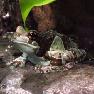 Desert Rain Frog Facts and Pictures