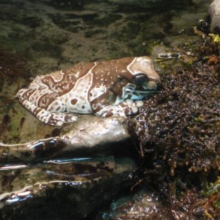 Amazon Milk Frog Facts and Pictures