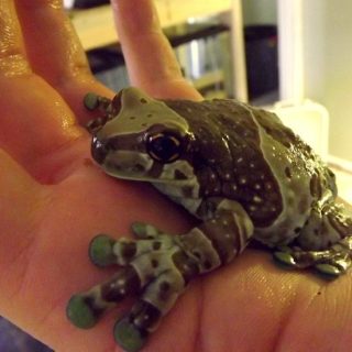 Amazon Milk Frog Facts and Pictures
