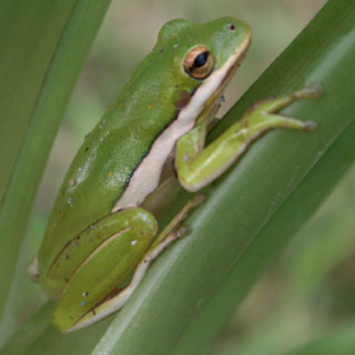 American Green Tree Frog Facts and Pictures