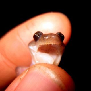 Arboreal Salamander Facts and Pictures