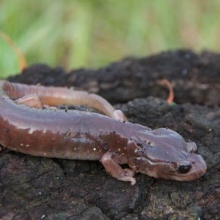 Lesser Siren Facts and Pictures