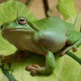 Vampire Frog Facts and Pictures