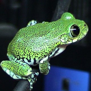 Vampire Frog Facts and Pictures