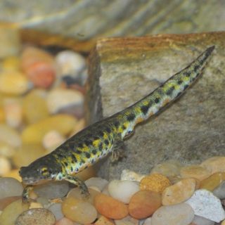Newts: Facts and List of Types With Pictures - Amphibian Fact