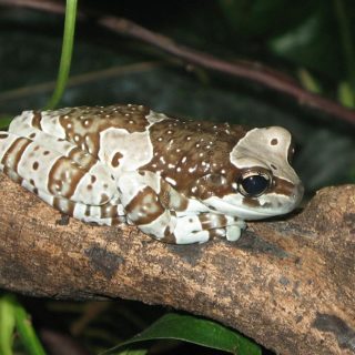 Amazon Milk Frog Facts and Pictures