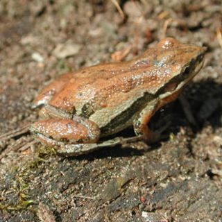 Boreal Chorus Frog Facts and Pictures