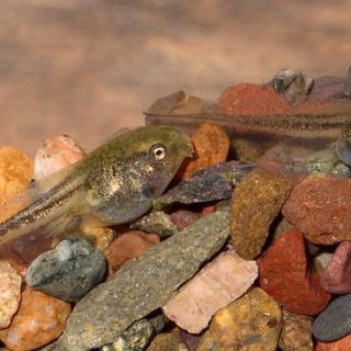 Boreal Chorus Frog Facts and Pictures