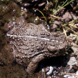 Boreal Toad Facts and Pictures