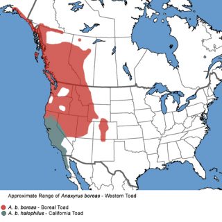 Boreal Toad Facts and Pictures