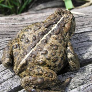 Boreal Toad Facts and Pictures