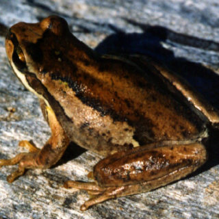 Vampire Frog Facts and Pictures