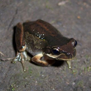 Brown Tree Frog Facts and Pictures