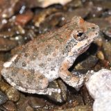 Vampire Frog Facts and Pictures