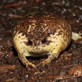 Pinocchio Frog Facts and Pictures