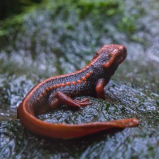 Emperor Newt Facts and Pictures