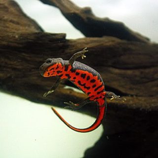 Emperor Newt Facts and Pictures