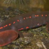 Paddle Tail Newt Facts and Pictures