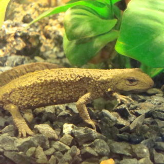 Newts: Facts and List of Types With Pictures - Amphibian Fact