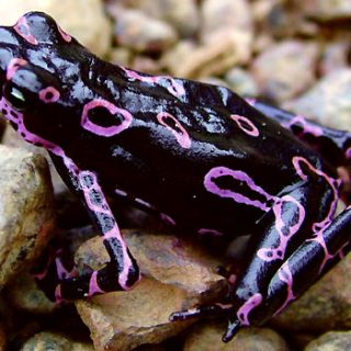 Clown Frog Facts and Pictures