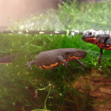 Chinese Fire Belly Newt Facts and Pictures