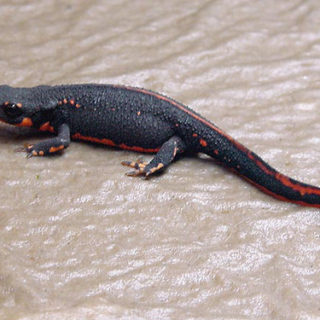 Japanese Fire Belly Newt Facts and Pictures