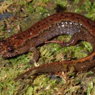 Lesser Siren Facts and Pictures