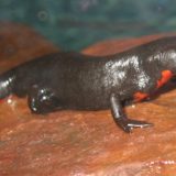 Chinese Fire Belly Newt Facts and Pictures