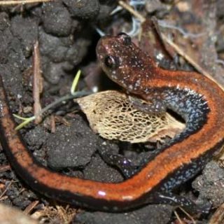Red Backed Salamander Facts and Pictures