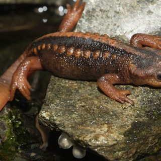 Emperor Newt Facts and Pictures
