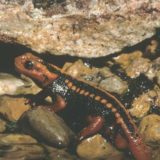 Emperor Newt Facts and Pictures