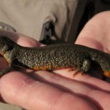 Great Crested Newt Facts and Pictures