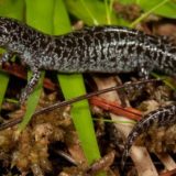 Flatwoods Salamander Facts and Pictures