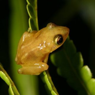 Golden Coqui Facts and Pictures