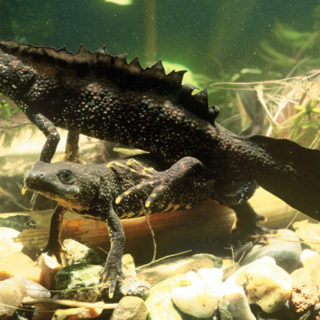 Great Crested Newt Facts and Pictures