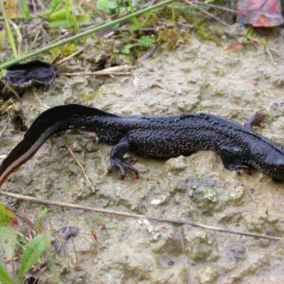 Great Crested Newt Facts and Pictures
