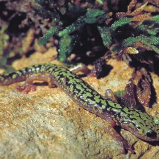 Green Salamander Facts and Pictures