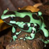Vampire Frog Facts and Pictures