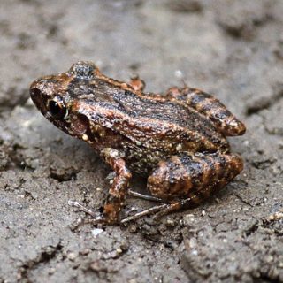 Desert Rain Frog Facts and Pictures