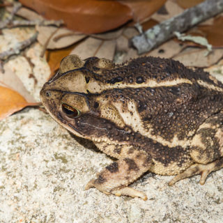Gulf Coast Toad Facts and Pictures