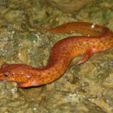 Lesser Siren Facts and Pictures