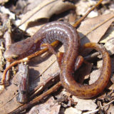 Lesser Siren Facts and Pictures