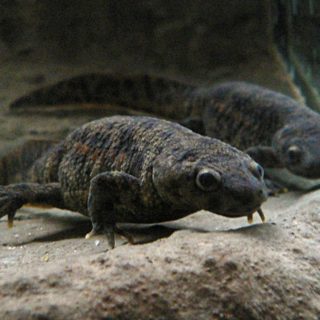 Great Crested Newt Facts and Pictures