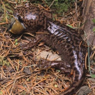 Long Tailed Salamander Facts and Pictures