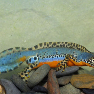 Alpine Newt Facts and Pictures