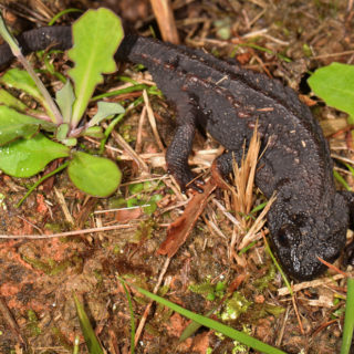 Anderson's Crocodile Newt Facts and Pictures