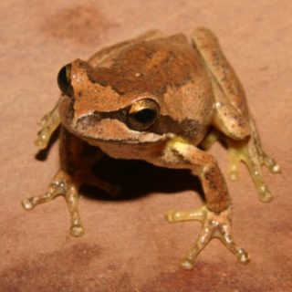 Brown Tree Frog Facts and Pictures